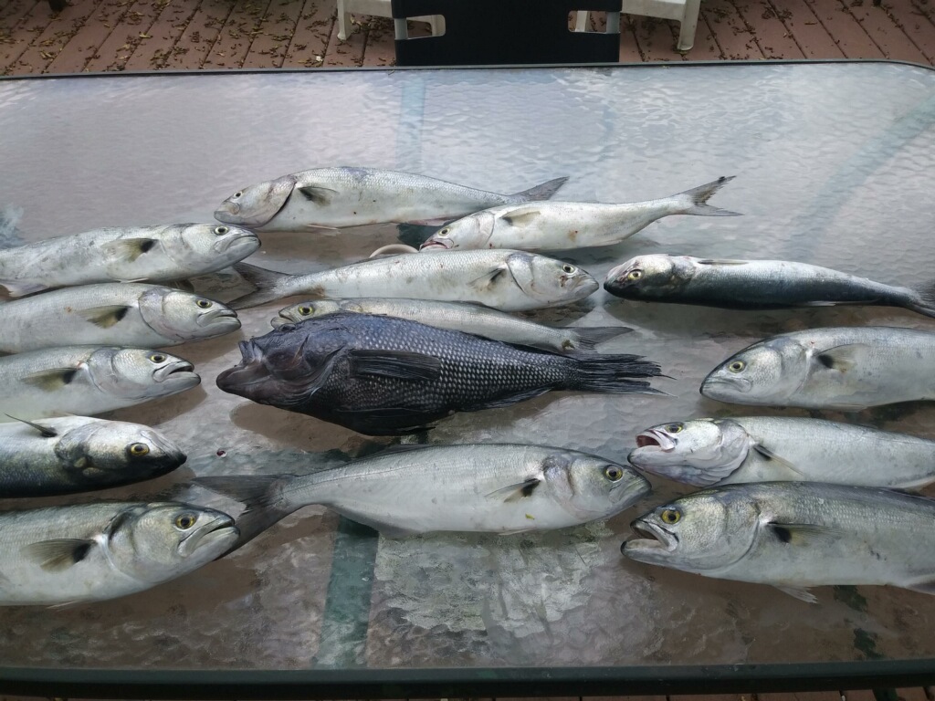 Another Opening Day Limit of Seabass & Blues by Carmine Tocci - Village ...