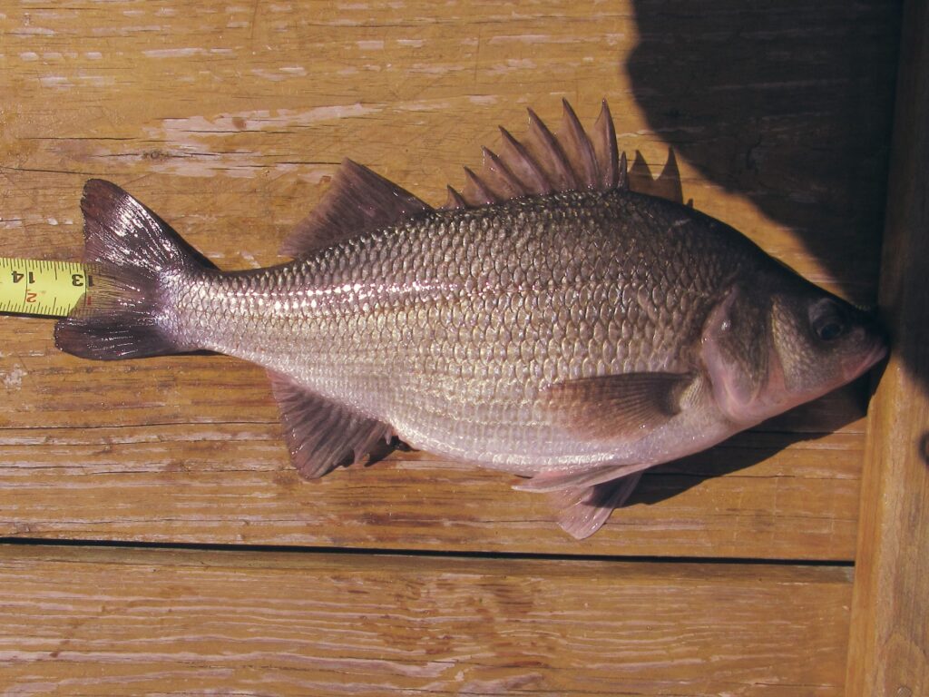 First White Perch by Dave Spendiff - Village Harbour Fishing Club
