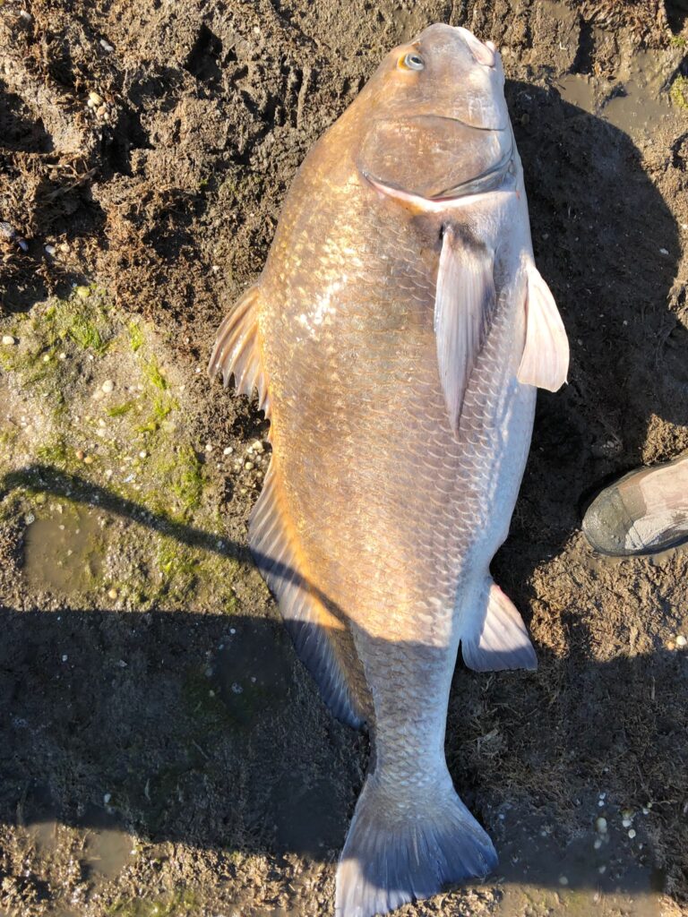Unusual Catch for Me by Pat Presutto - Village Harbour Fishing Club