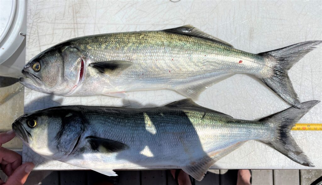 Beautiful Day on the Water by Larry Leary - Village Harbour Fishing Club