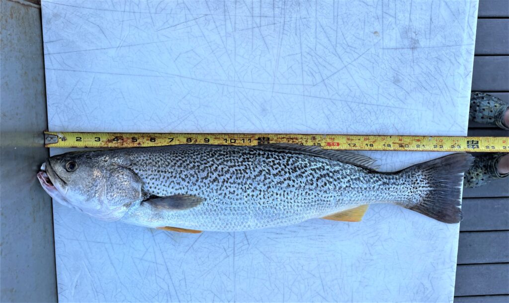 Awesome Weakfish by Larry Leary - Village Harbour Fishing Club