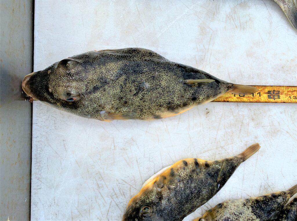 Bay Fishing on The Jen-Jen by Larry Leary - Village Harbour Fishing Club