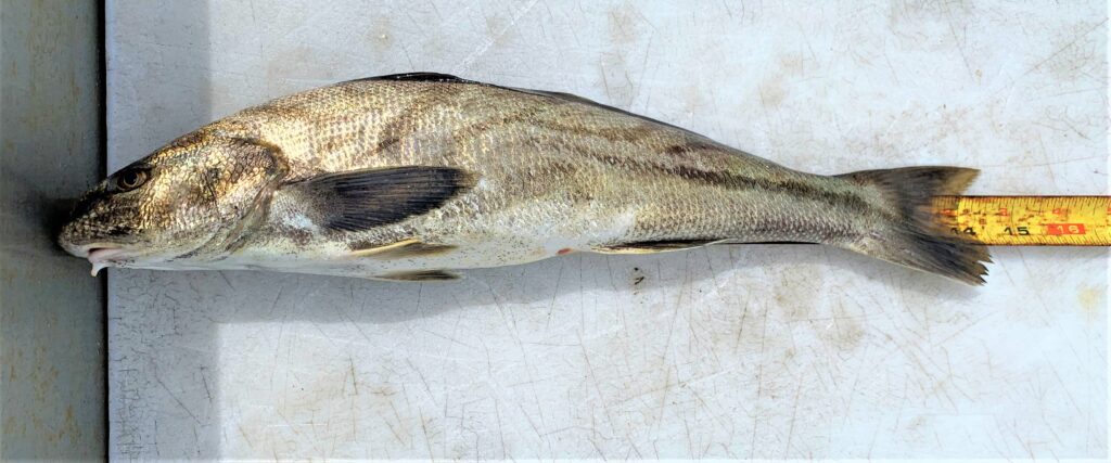 Bay Fishing on The Jen-Jen by Larry Leary - Village Harbour Fishing Club