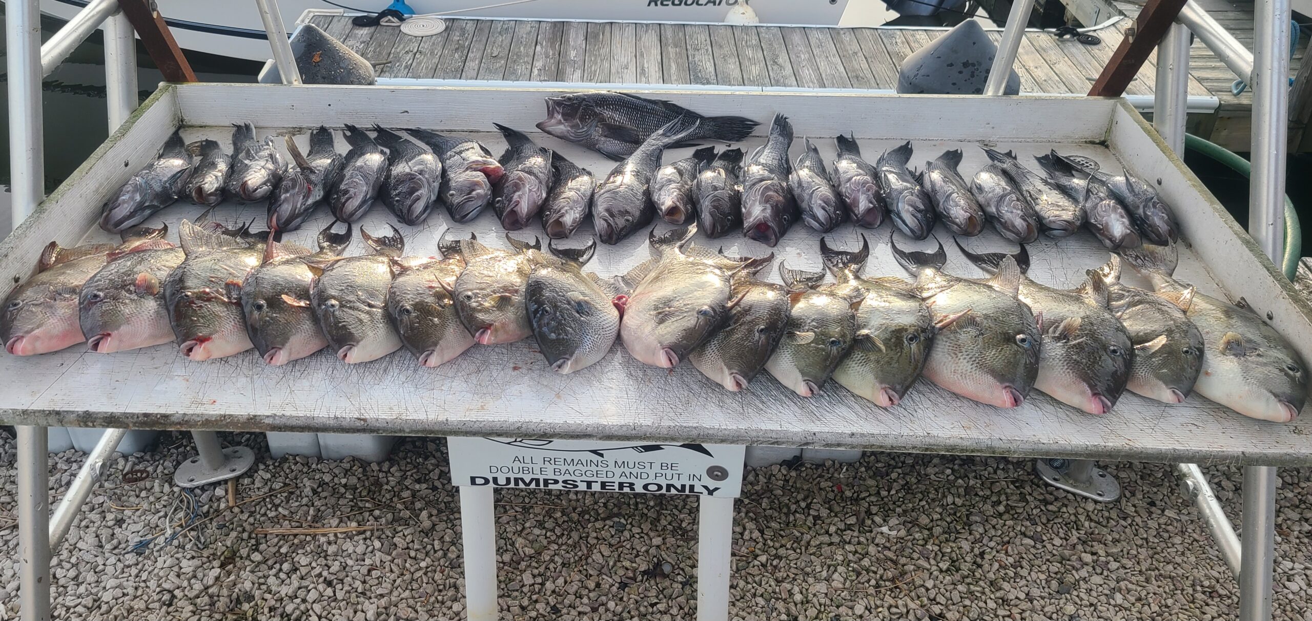Catching Sea Bass and Pulling Triggers! - Village Harbour Fishing Club